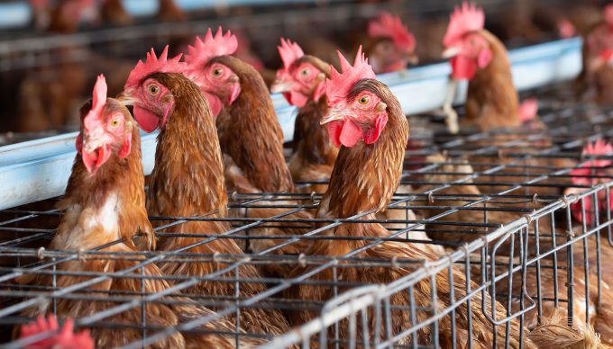 Take Action - Animal Legal Defense Fund