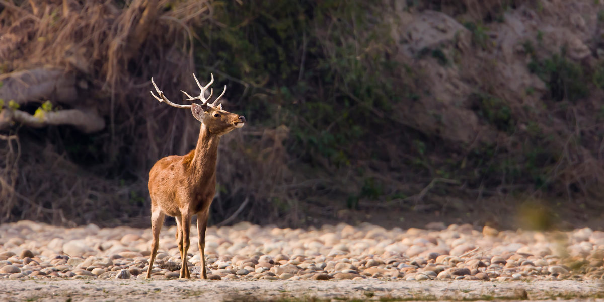 Meet the Animals You’re Protecting Through the Stop the Hunt Campaign ...