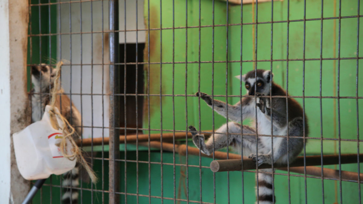 Challenging the Treatment of Captive Animals at Deer Haven Mini Zoo ...