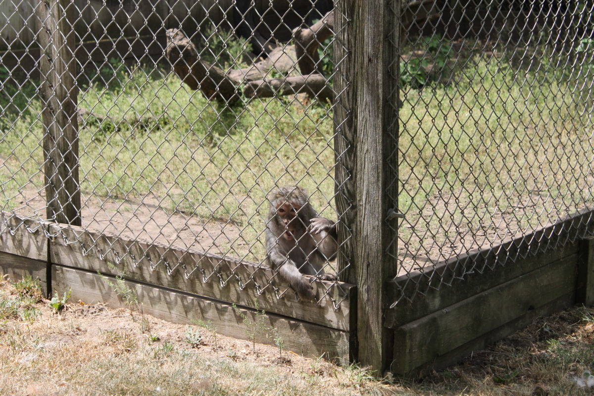 Roadside Zoos - Animal Legal Defense Fund