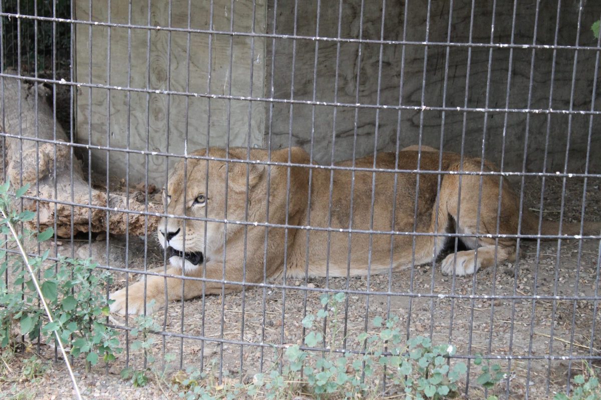 Federal Judge Orders Immediate Trial to Protect Endangered Lions at ...