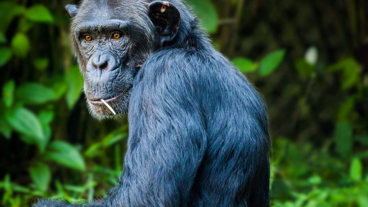 Animals' Legal Status - Animal Legal Defense Fund