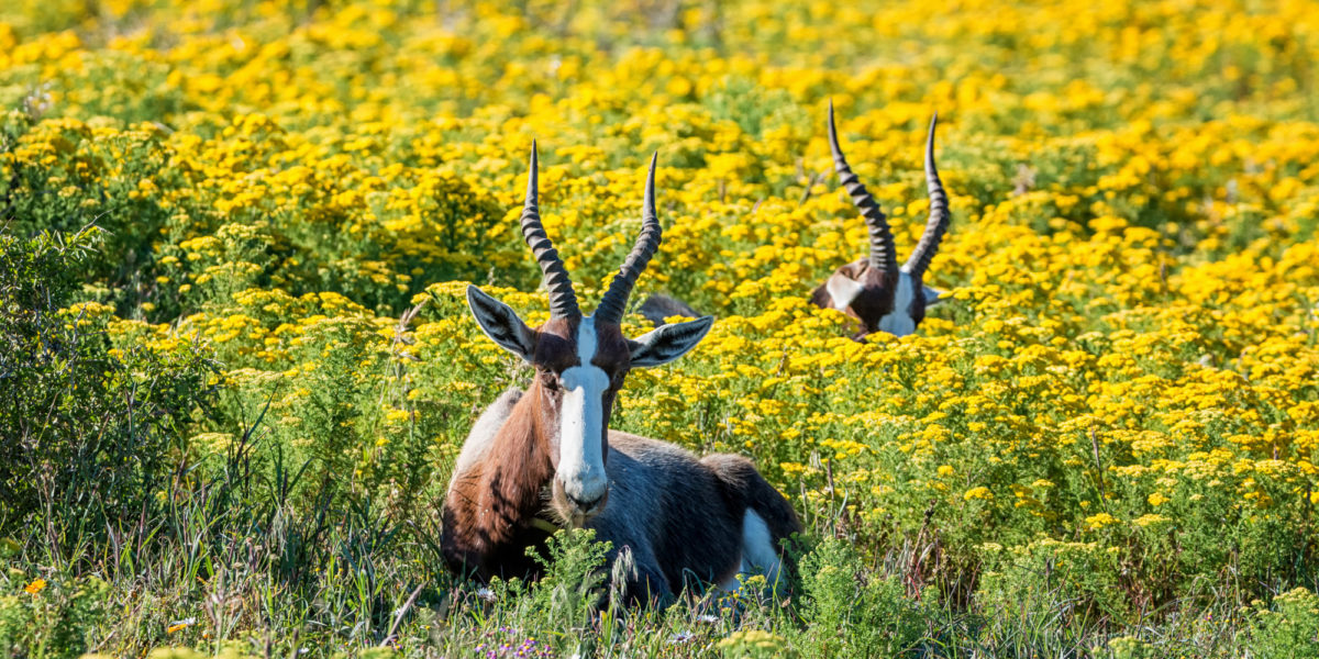 Meet the Animals You’re Protecting Through the Stop the Hunt Campaign ...