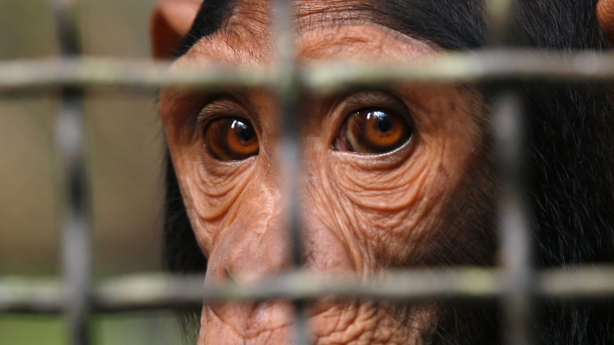 Rip Cinder Saint Louis Zoo Chimp Dies At Fourteen