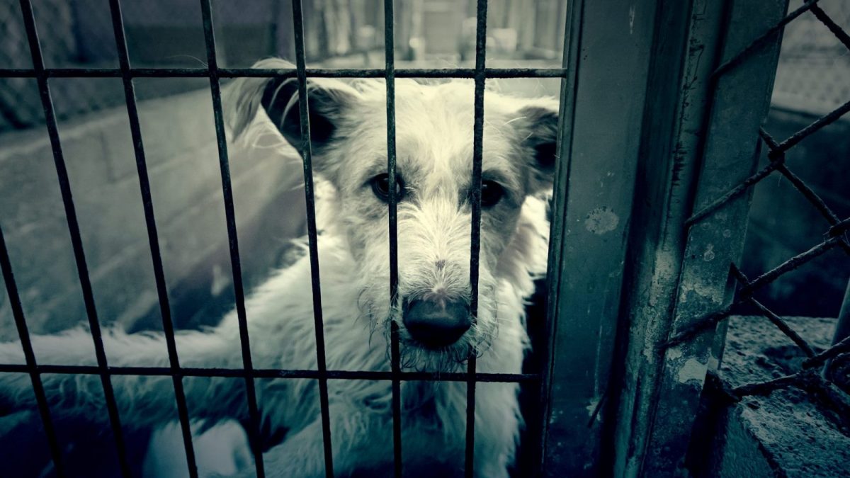 Possession Bans: A Model Law - Animal Legal Defense Fund