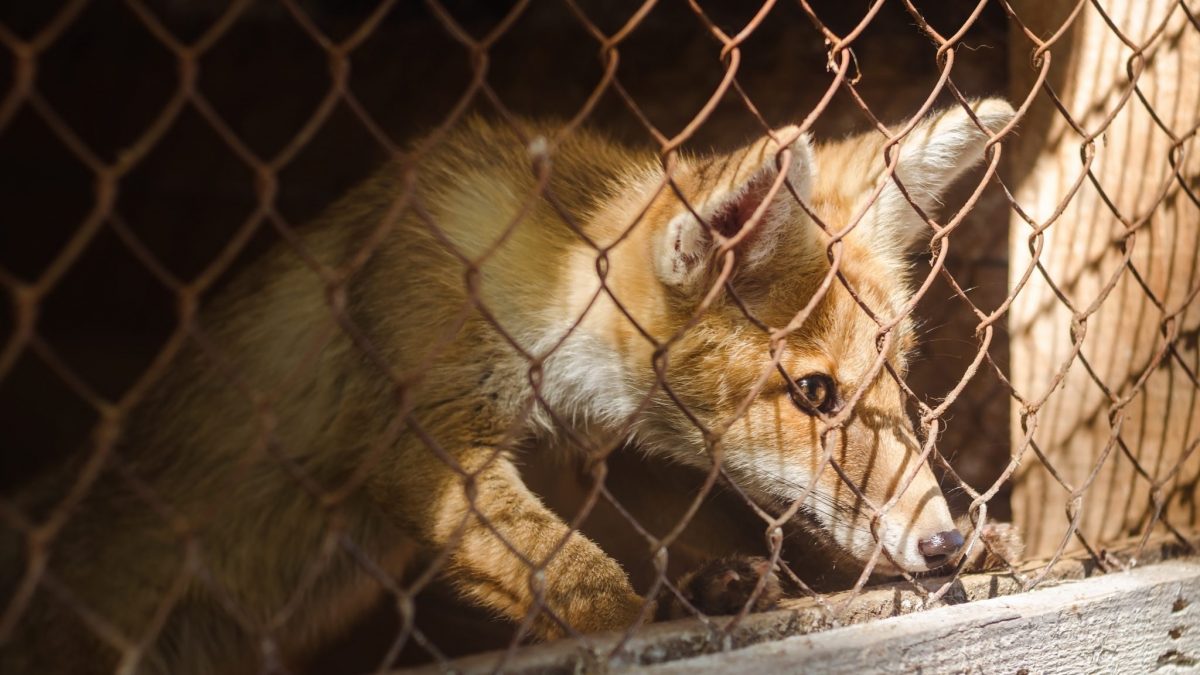 San Francisco Fur Ban Stands After Appeal is Dropped - Animal Legal ...