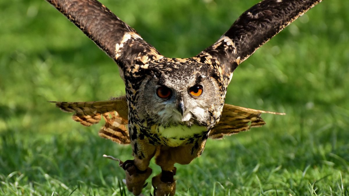 Katherine Fernandez Rundle and Michael Von Zamft - Animal Legal Defense ...
