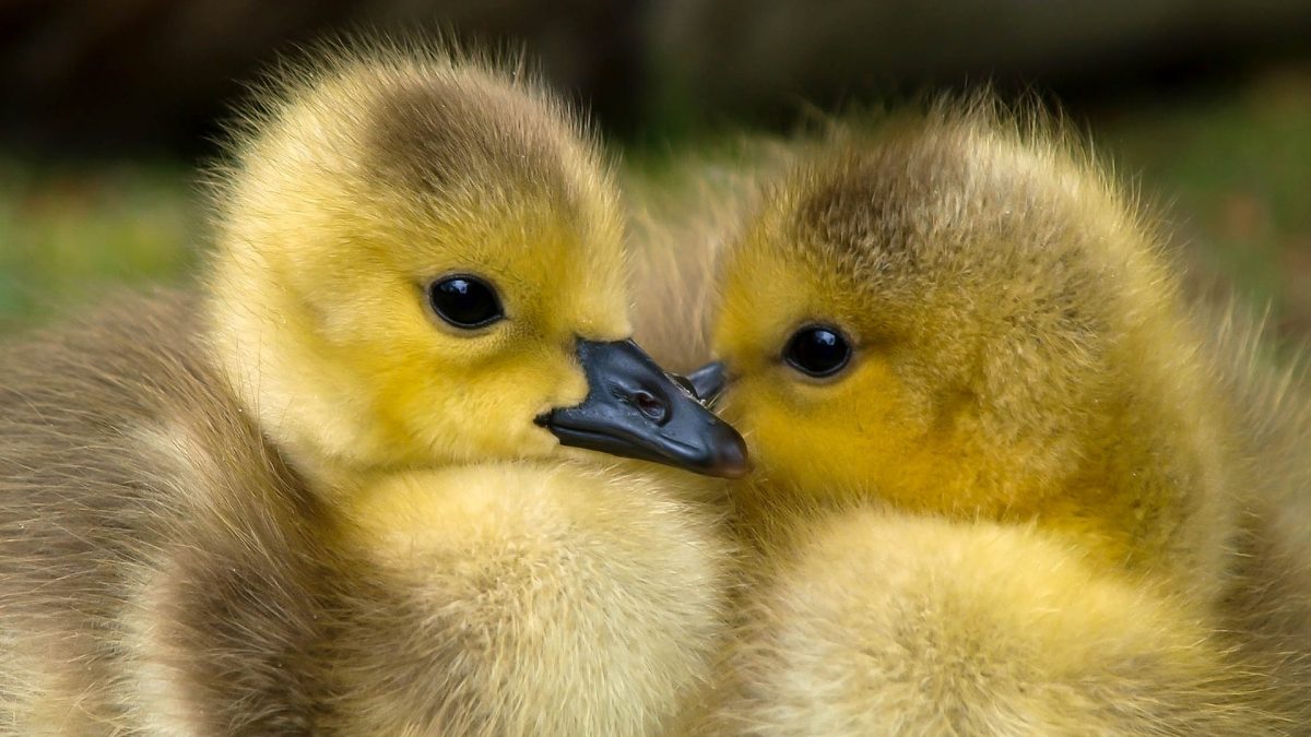 America's Top Ten Animal Defenders for 2020 Award Winners Announced ...