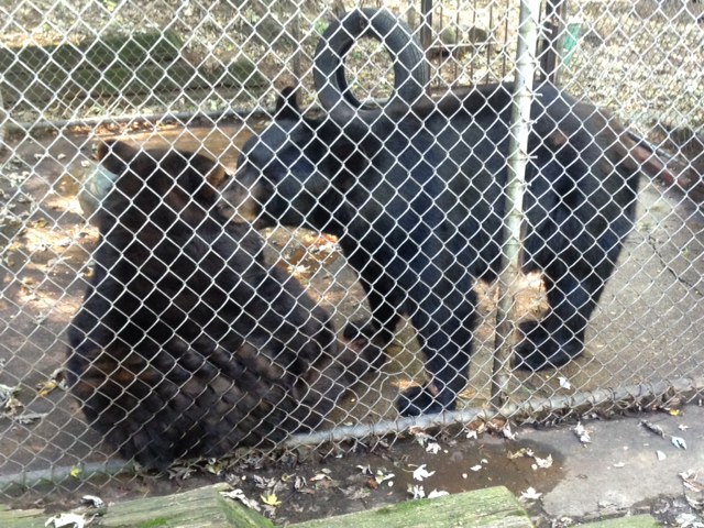 Roadside Zoos - Animal Legal Defense Fund