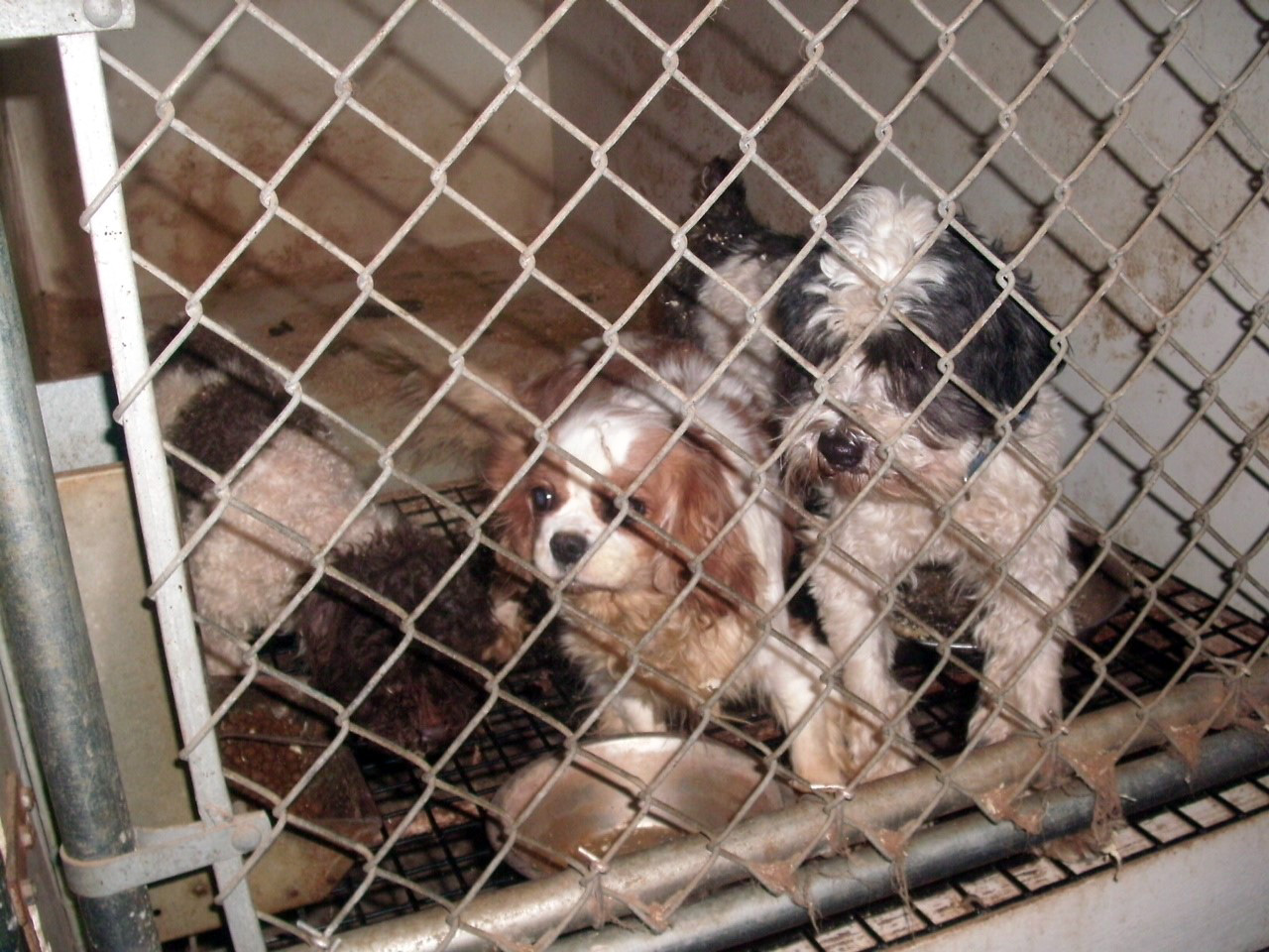 The Woodley Case - Animal Legal Defense Fund
