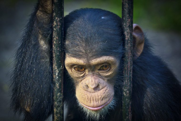 Captive Animals - Animal Legal Defense Fund