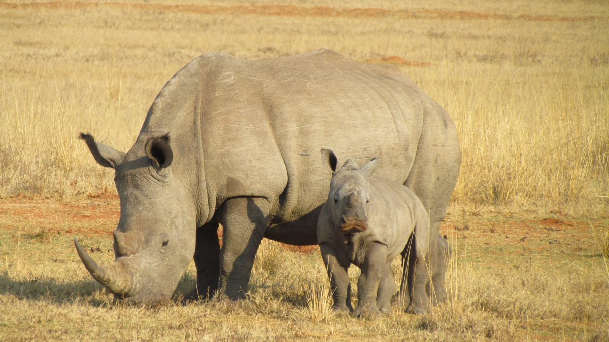 Halting Trafficking in Ivory and Rhino Horn (Massachusetts) - Animal ...