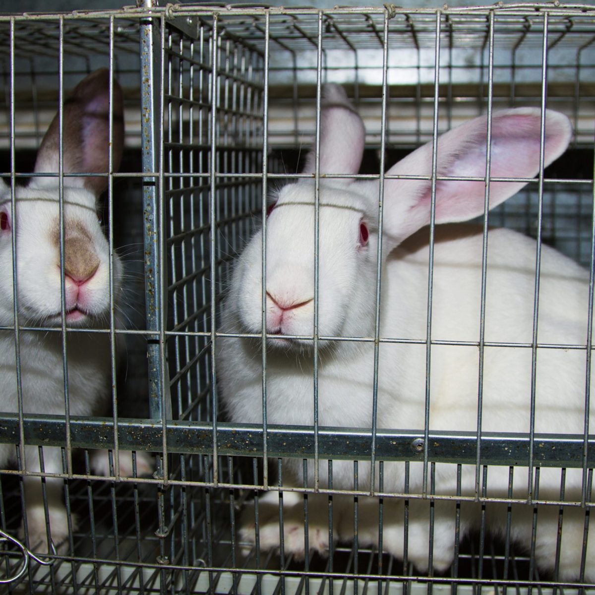 FDA Seeks to Phase Out Animal Testing for Certain Medical Drugs ...