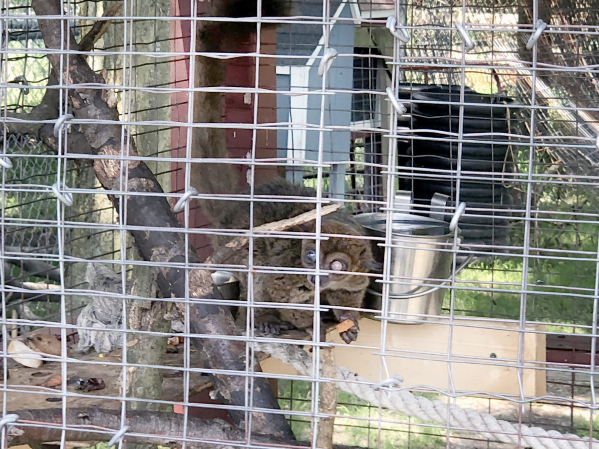 Farmers Inn Roadside Zoo Sued for Mistreatment of Animals - Animal ...