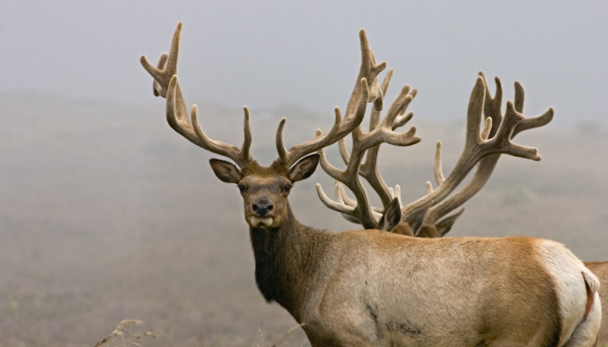 Urging NPS to Implement Plan to Conserve Native Tule Elk Population ...