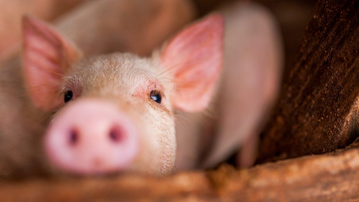 Lawsuit Seeks to Protect Pigs from Cruel High-Speed Slaughter - Animal ...