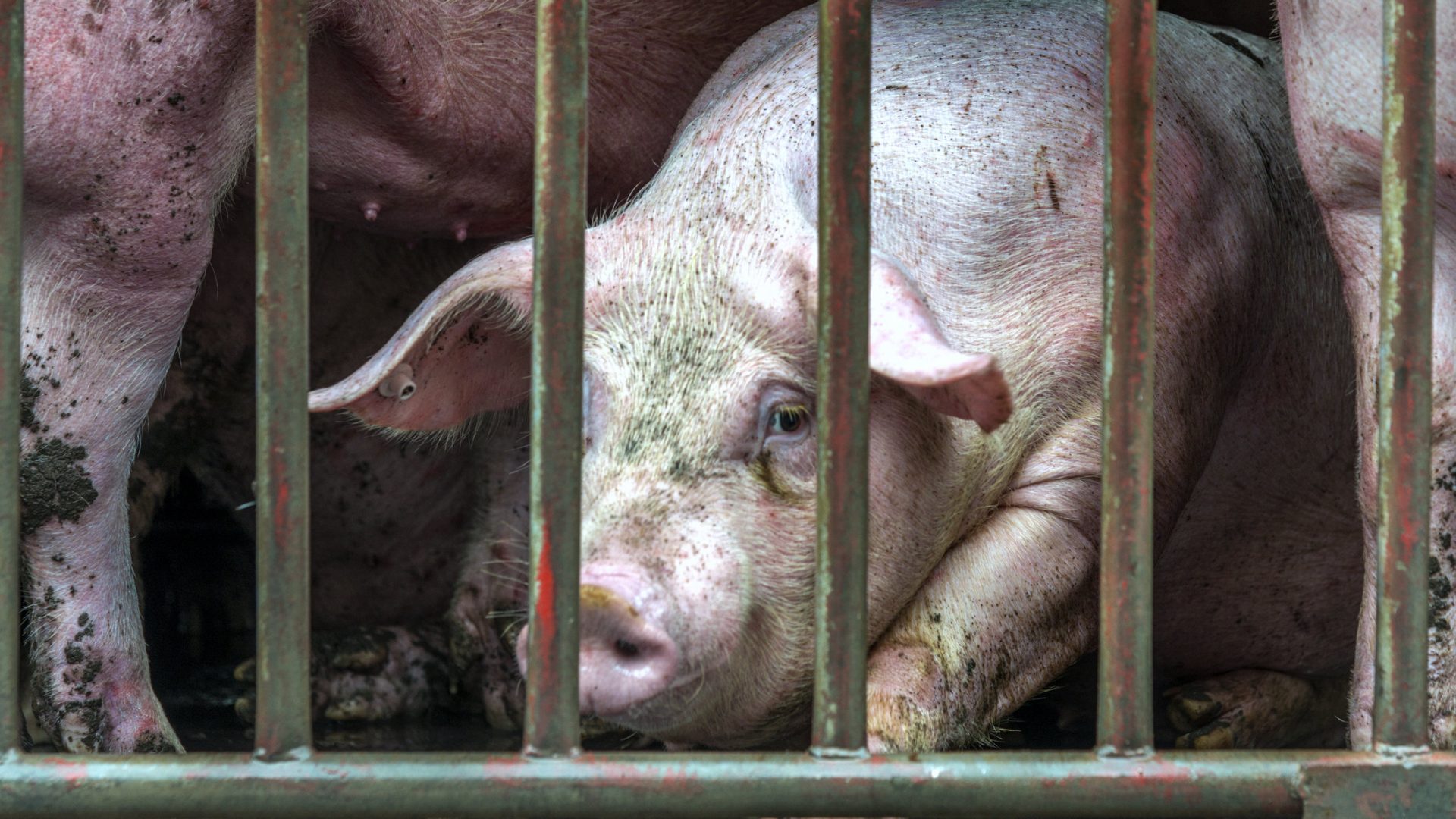 The Federal Swine Health Protection Act - Animal Legal Defense Fund