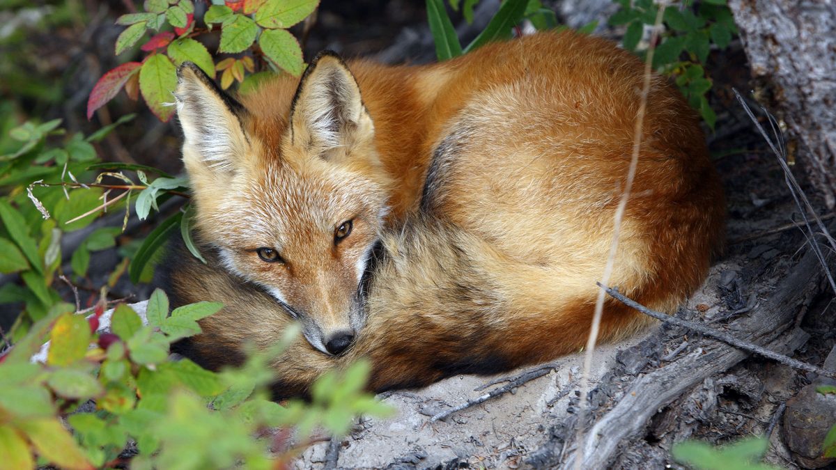 Defending San Francisco’s Fur Ban - Animal Legal Defense Fund