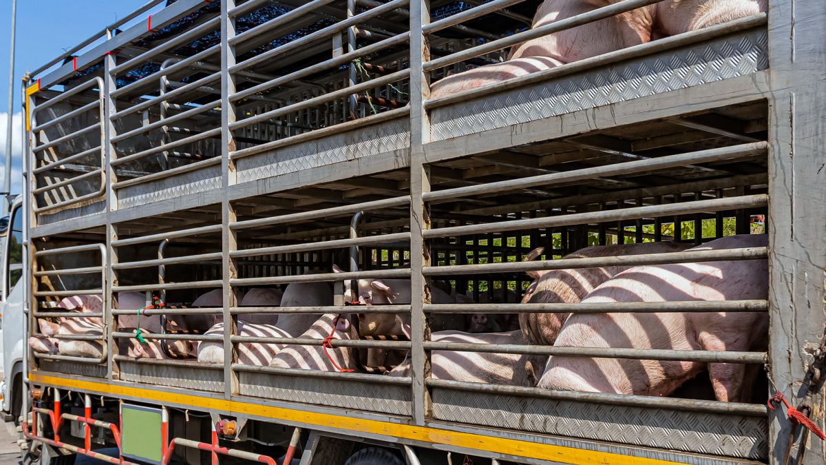 Urging FSIS to Require Video Cameras to Observe if Slaughtering Pigs ...