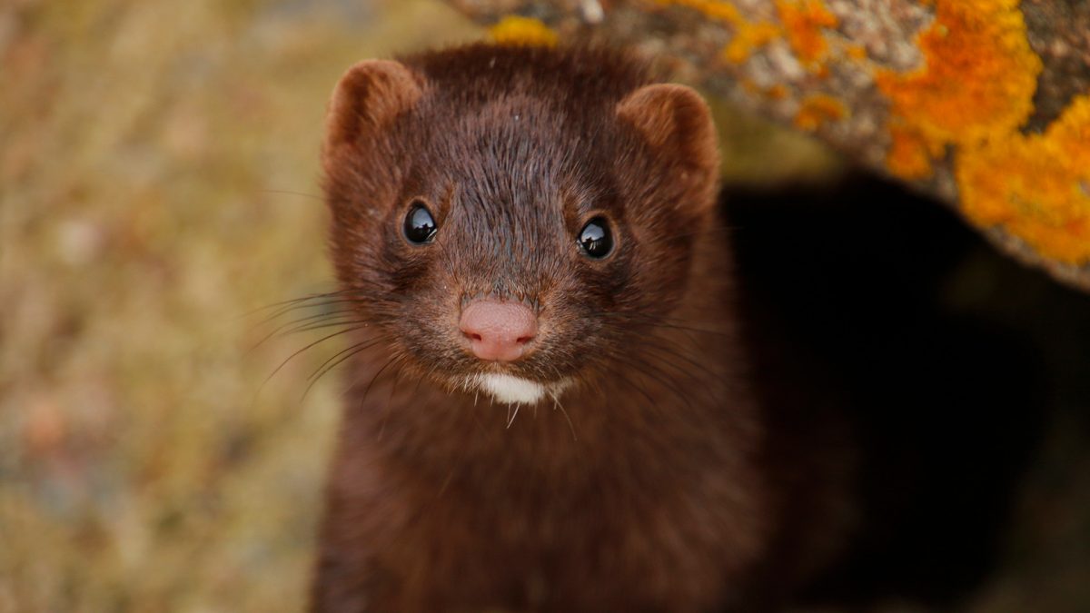 The Mink Facility Disease Prevention Act (Illinois) - Animal Legal ...
