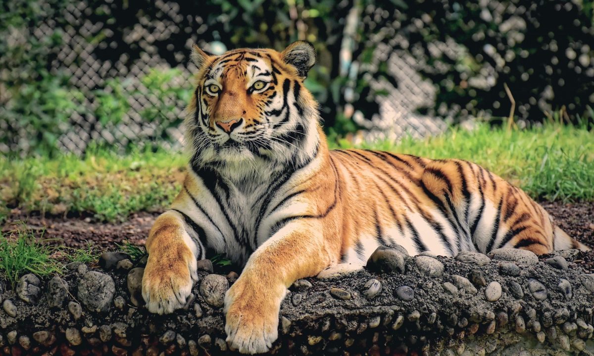 Big Cat Public Safety Act Reintroduced in Senate - Animal Legal Defense ...