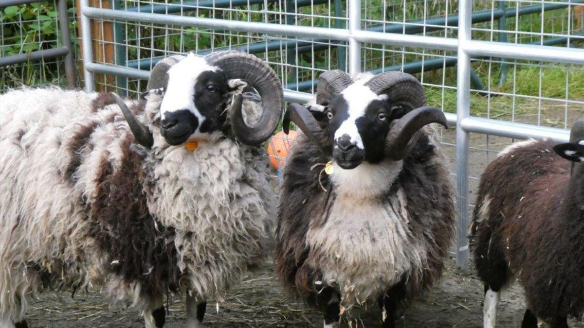 Advocates Mark National Justice for Animals Week; Top Animal Defenders ...