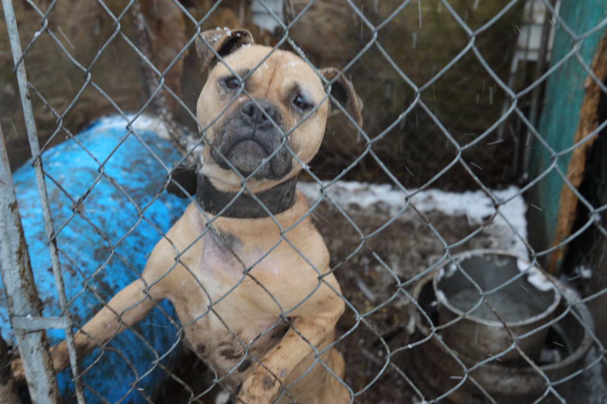 Michigan Dogfighting Bust - Animal Legal Defense Fund