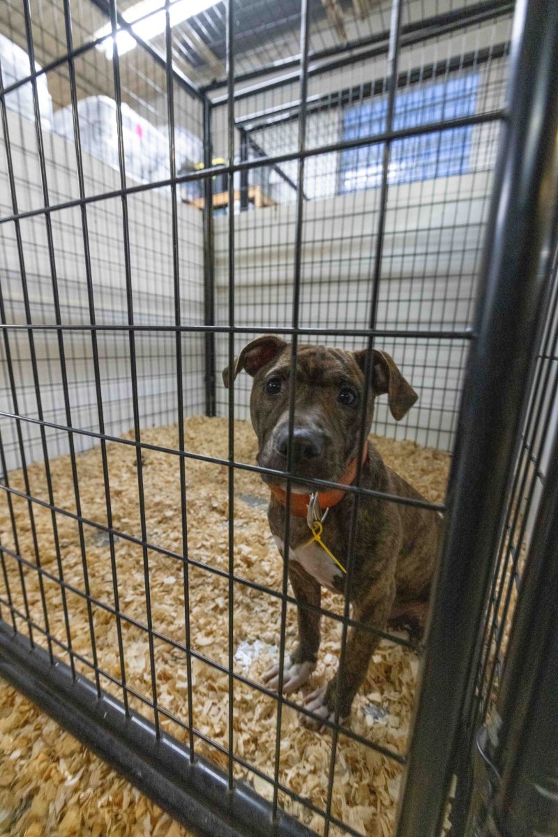 Michigan Dogfighting Bust - Animal Legal Defense Fund