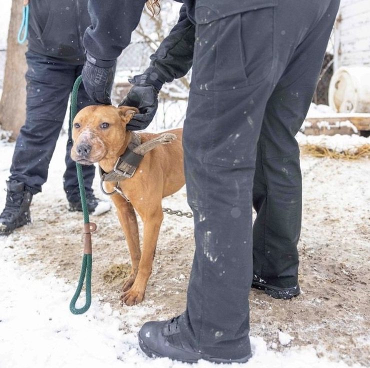 Michigan Dogfighting Bust - Animal Legal Defense Fund
