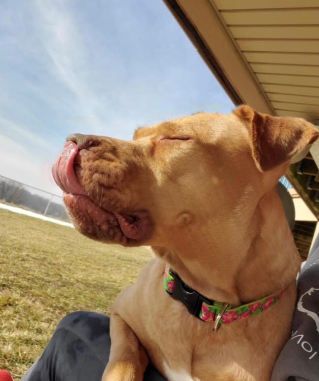 Michigan Dogfighting Bust - Animal Legal Defense Fund