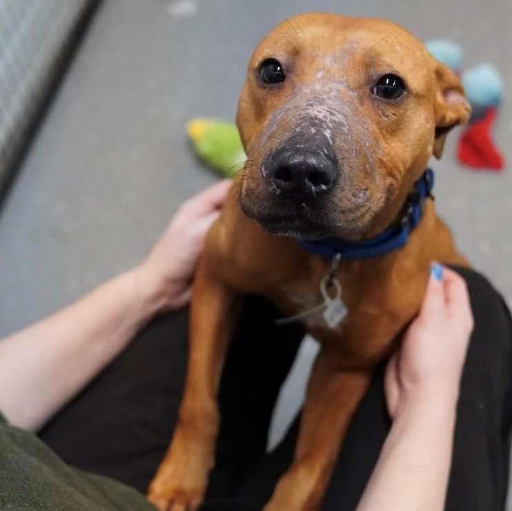 Michigan Dogfighting Bust - Animal Legal Defense Fund