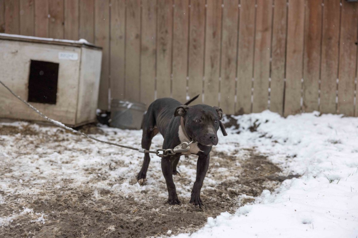 Michigan Dogfighting Bust - Animal Legal Defense Fund