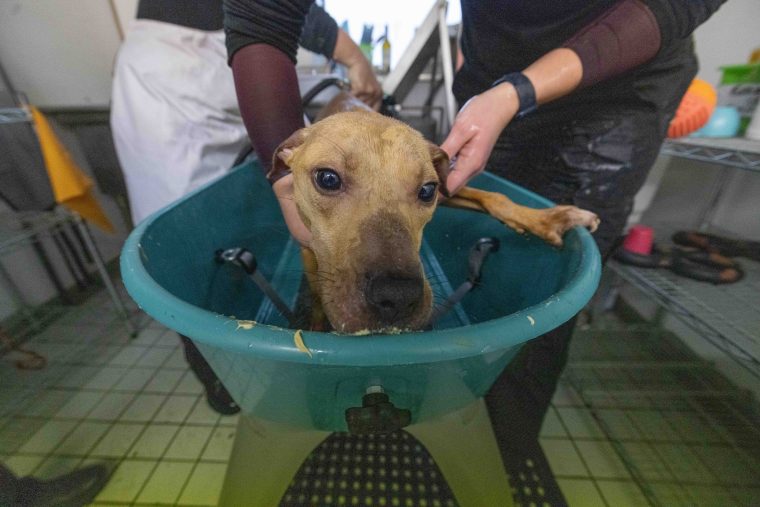 Michigan Dogfighting Bust - Animal Legal Defense Fund