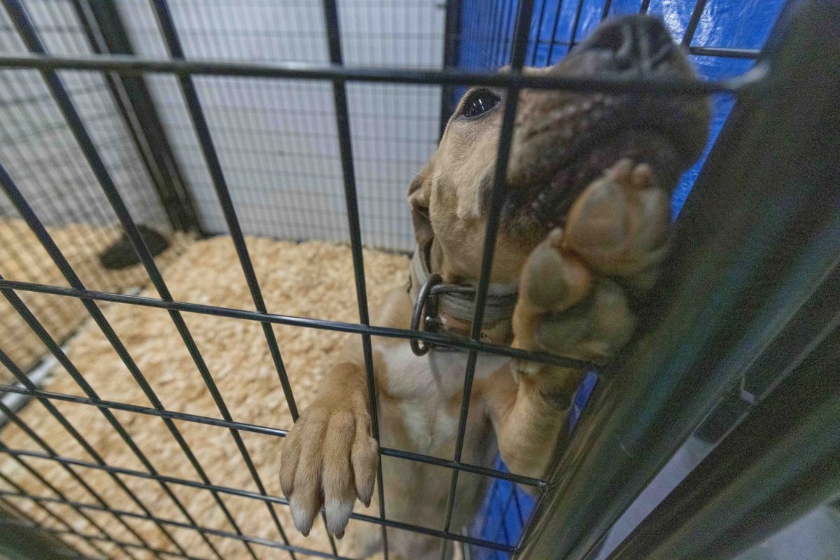 Michigan Dogfighting Bust - Animal Legal Defense Fund