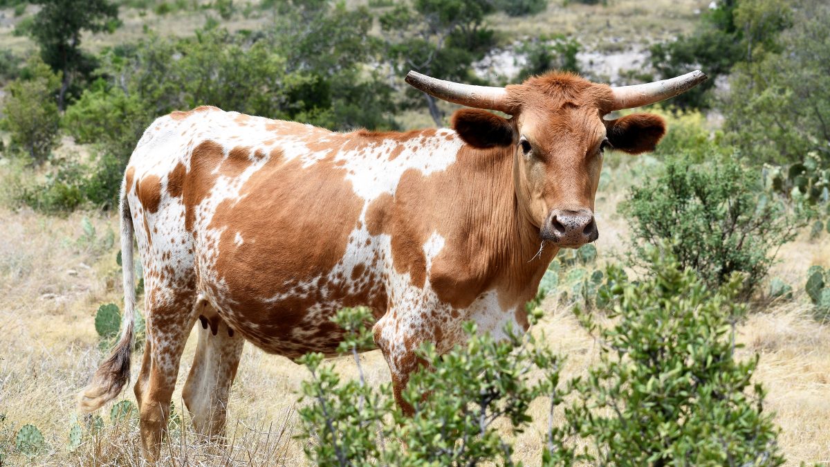 $5,000 Reward for Information Regarding Six Killed and Mutilated Cows ...