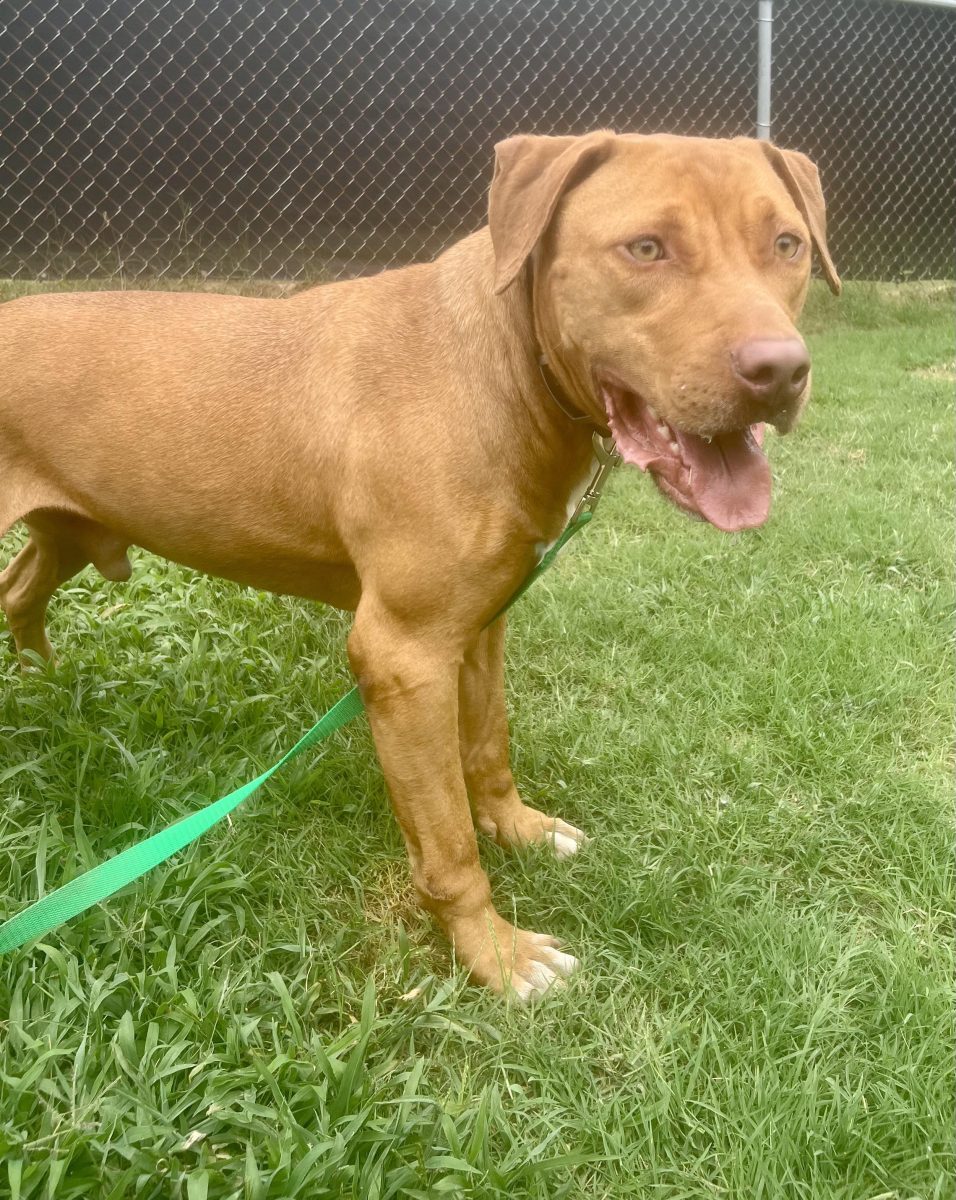15 Dogs Released From Custody After Federal Criminal Cases Conclude ...