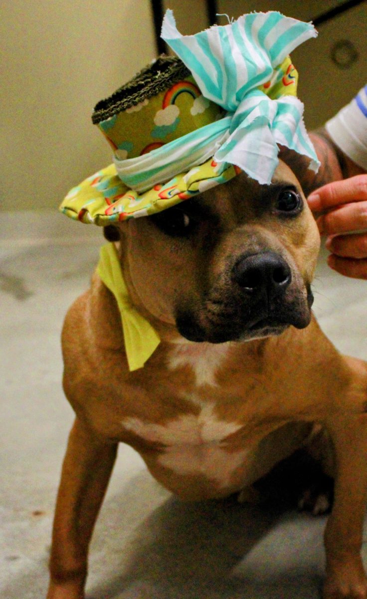 15 Dogs Released From Custody After Federal Criminal Cases Conclude ...