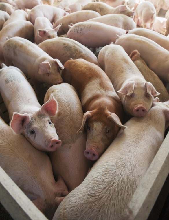 The Federal Swine Health Protection Act - Animal Legal Defense Fund