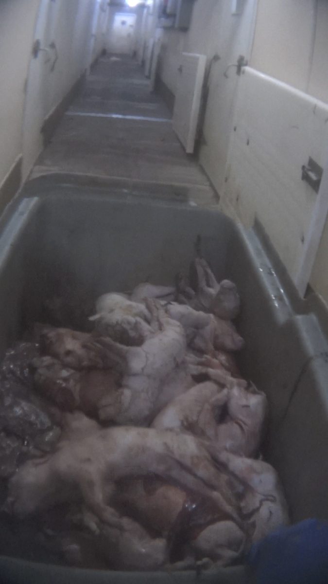 Challenging Holden Farms Cruelty and Garbage Feeding Via False Claims ...