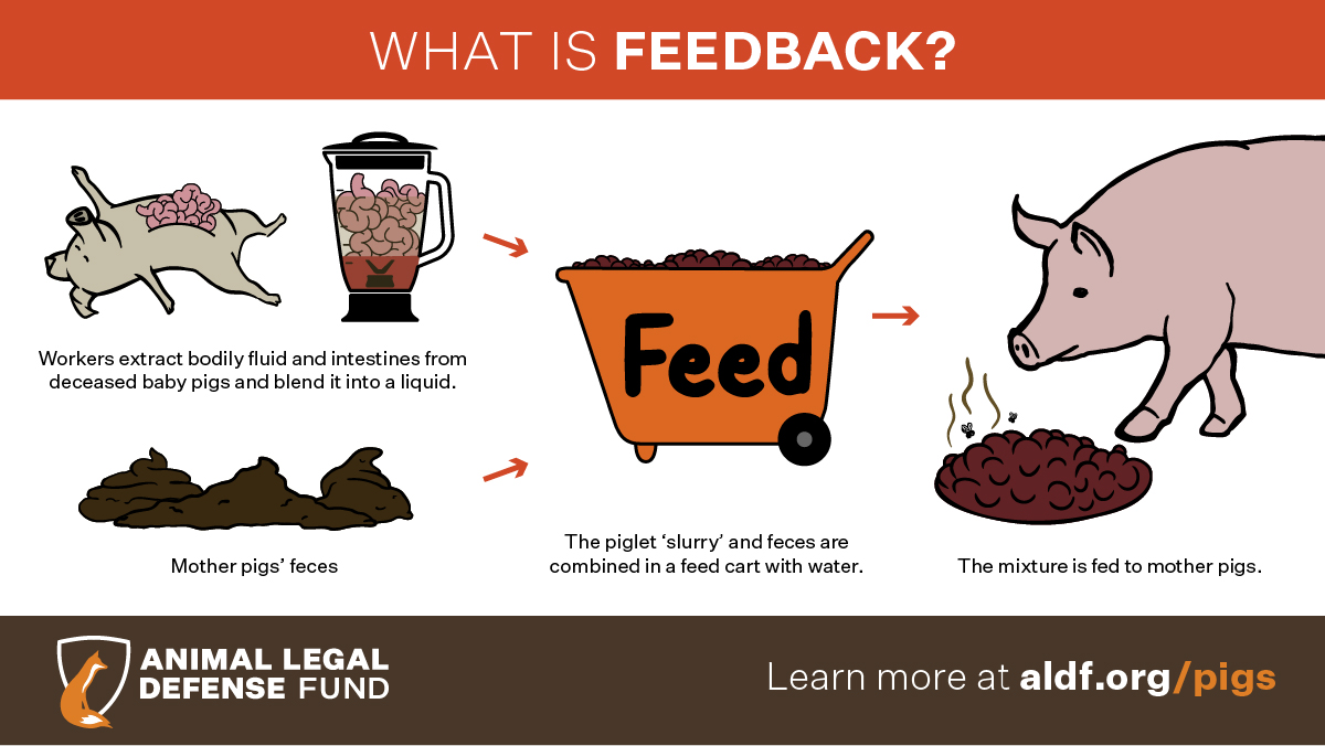 Challenging Holden Farms Cruelty and Garbage Feeding Via False Claims ...