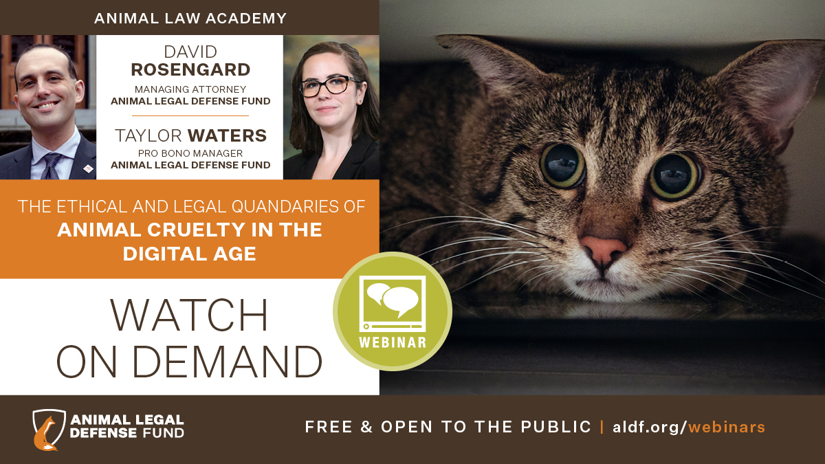 The Ethical and Legal Quandaries of Animal Cruelty in the Digital Age ...