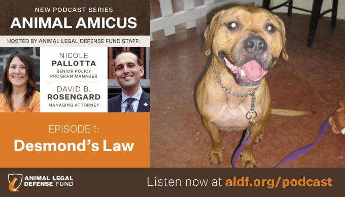 Animal Amicus - Animal Legal Defense Fund