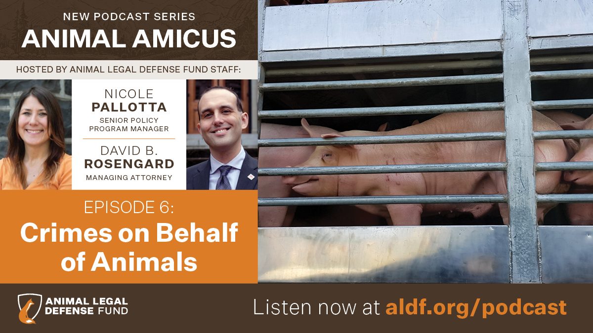 Episode 6: Crimes on Behalf of Animals - Animal Legal Defense Fund