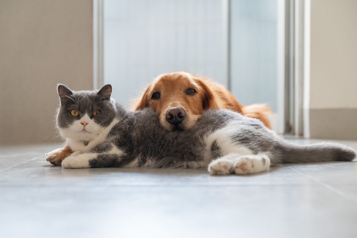Pet Abduction Bill Becomes Law in England and Northern Ireland - Animal ...