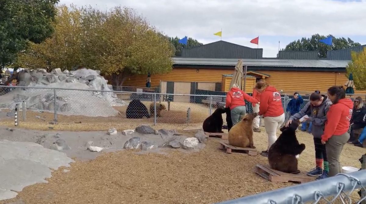 Challenging the USDA License Renewal of Yellowstone Bear World for ...