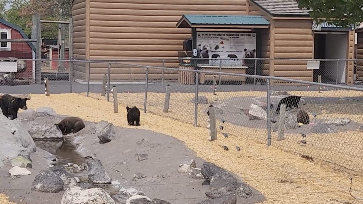 Challenging the USDA License Renewal of Yellowstone Bear World for ...