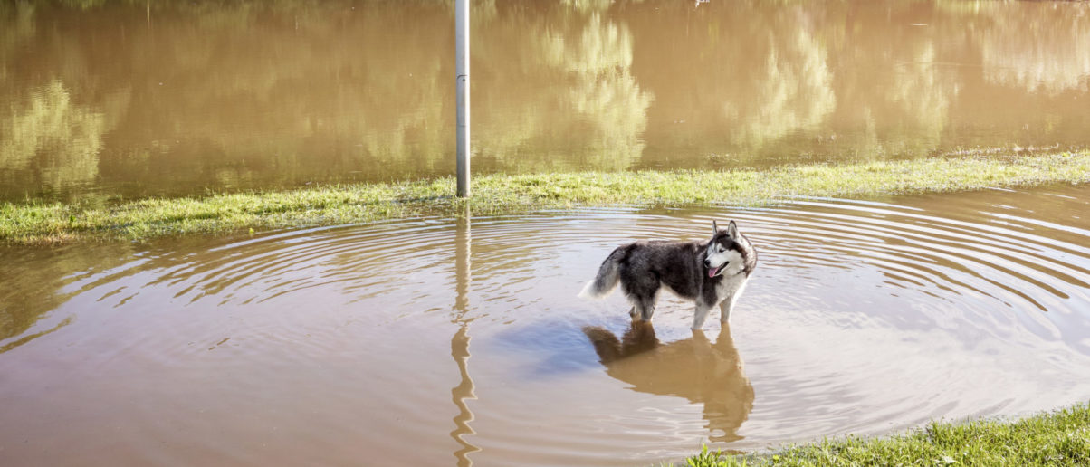 The PETS Act: Companion Animals Affected by Natural Disasters