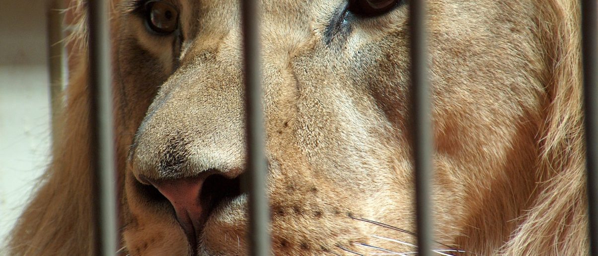 Born Free USA and Animal Rescue League of Iowa File Second Petition to ...