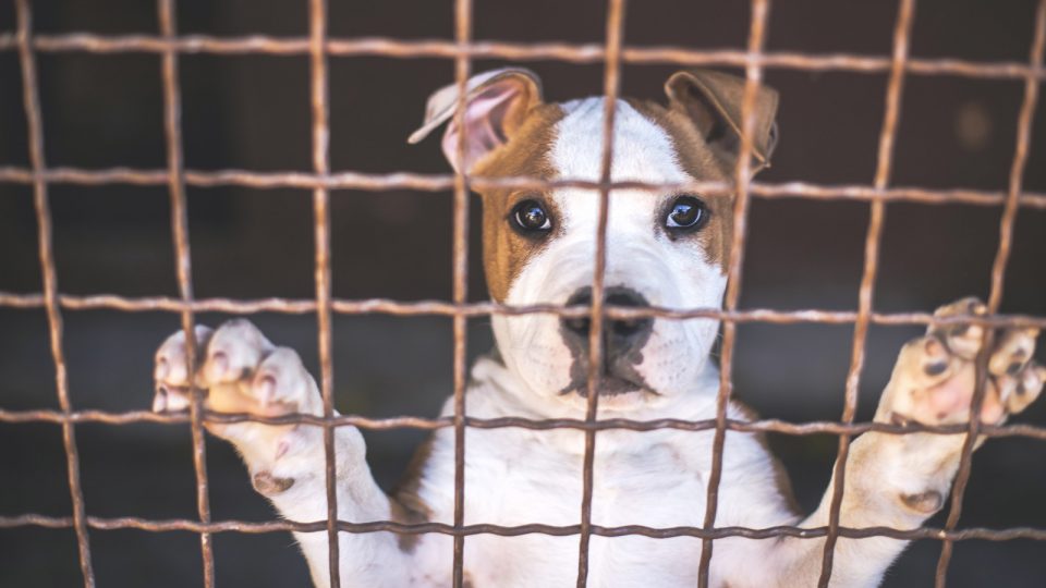 The PETS Act: Companion Animals Affected by Natural Disasters