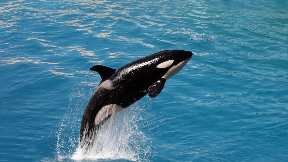 Kayla the Orca's Death at SeaWorld Shows Why Orca Captivity Must End